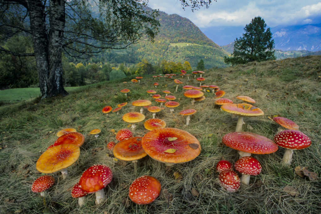 Dall'archivio del fotografo Lanfranchi... una insolita crescita di funghi