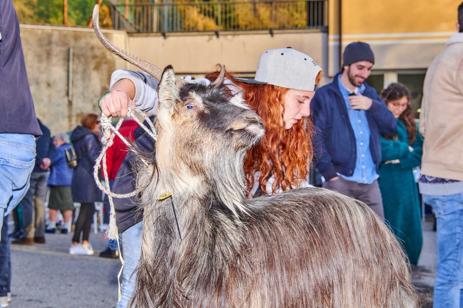Casargo, tutto pronto per la Mostra Regionale della Capra Orobica in ...